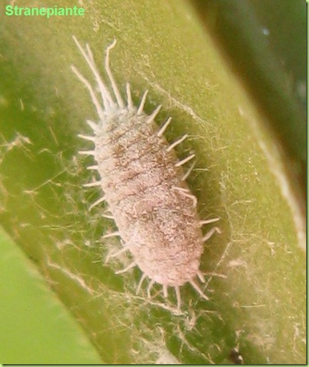 Cocciniglia foto parassita piante